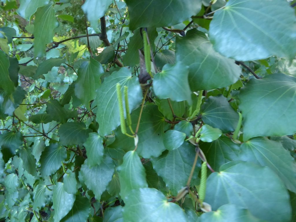 St Lukes Environmental Protection Society » Blog Archive » Restoring ...